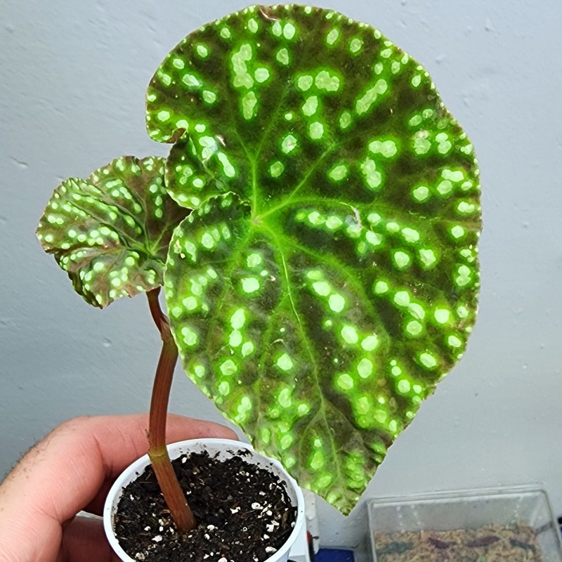 Moonlight Butterfly Begonia - Etsy