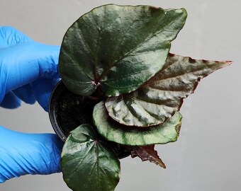 Begonia Temuyuk Kapuashuluensis Blue X Dracopelta Starter (blue Dragon ...