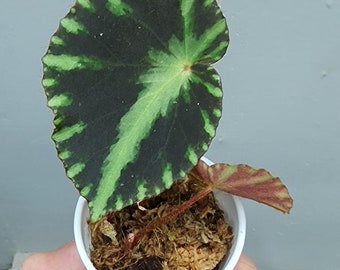 Begonia Paulensis "spider Web Begonia" (2" Pot) (starter Plant) - Etsy