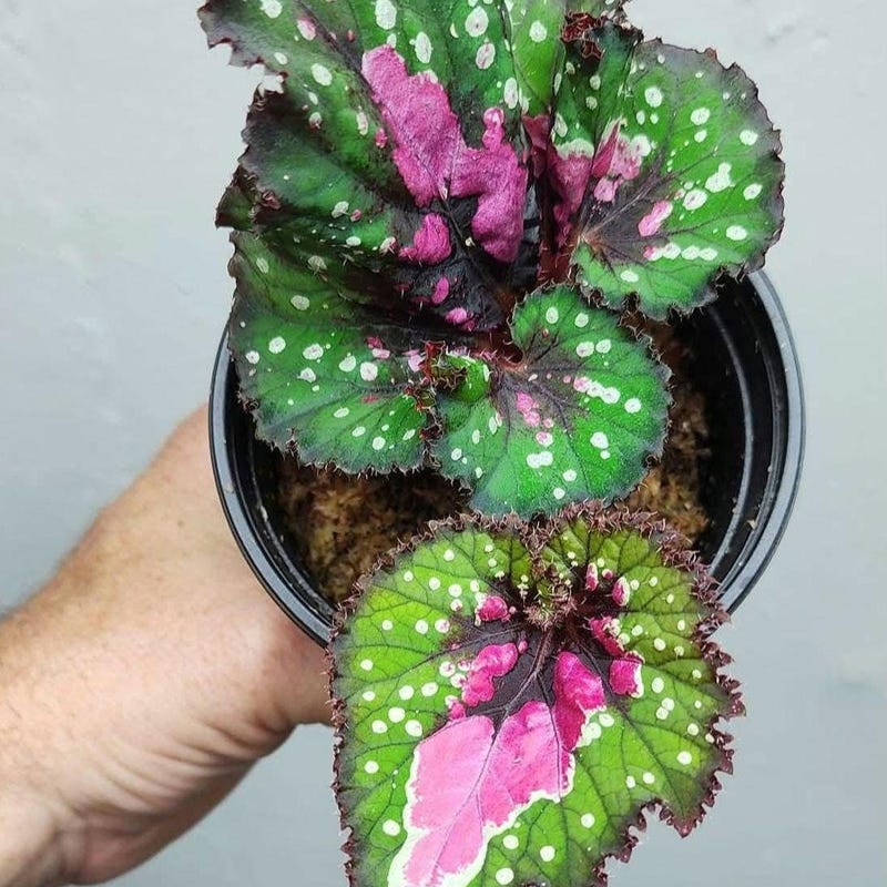 JurassicJohn - Etsy