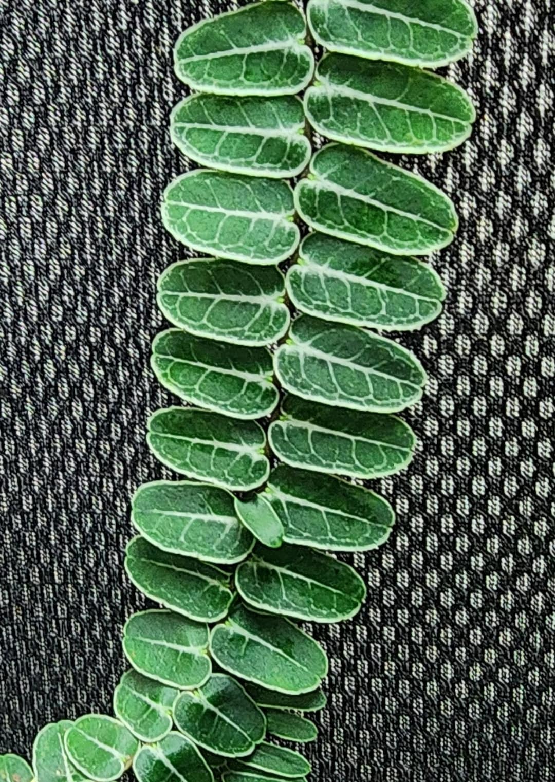 Marcgravia Umbellata Red Sp. 12 Leaf Cutting - Etsy