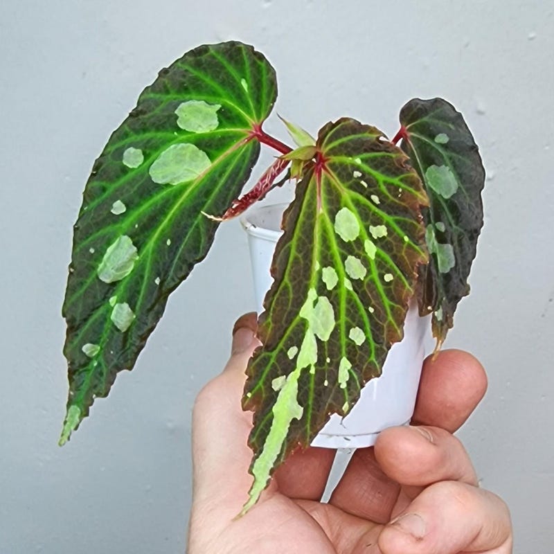 Begonia Plant - Etsy