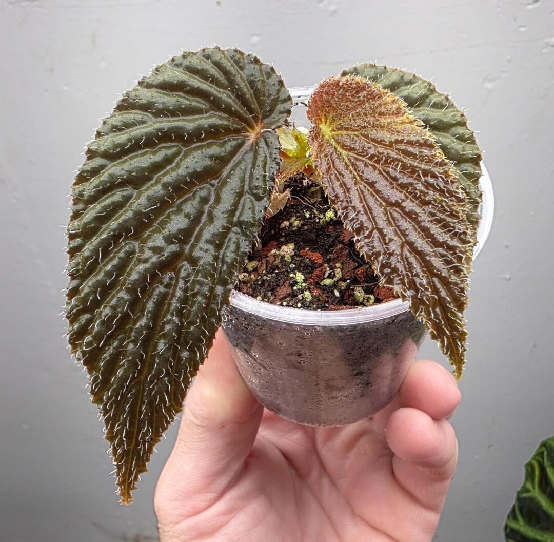 Begonia Lambii Starter - Etsy