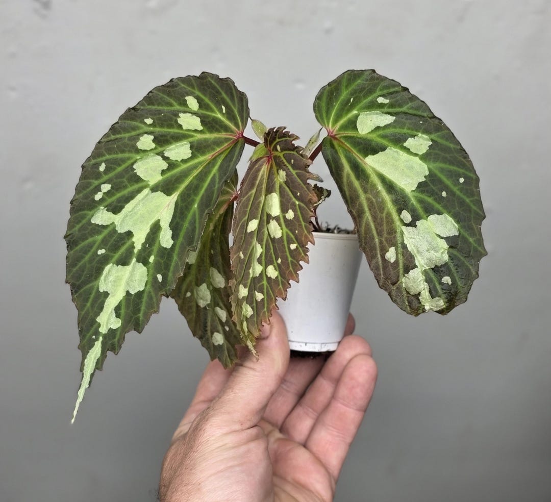Begonia Mantuk - Etsy