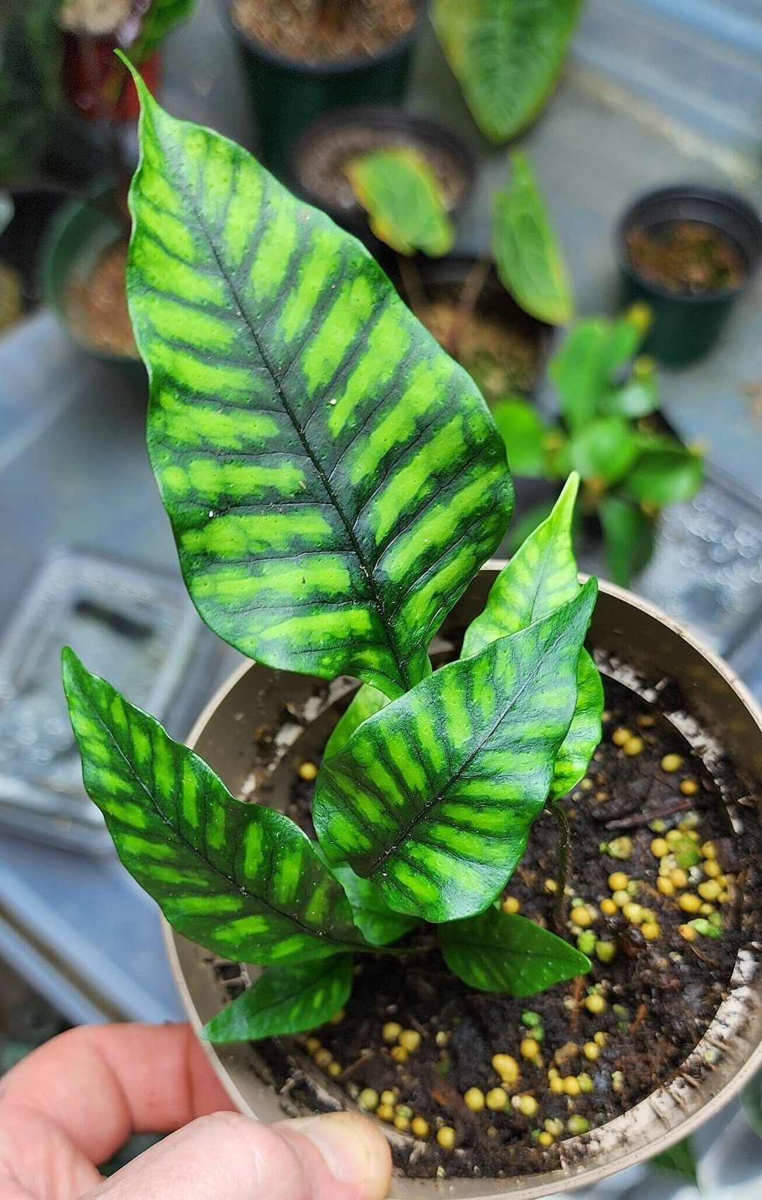 Neolepisorus Truncatus Fern Starter - Etsy