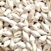 MINI NASSA SHELLS, Small Seashell Mix, Tiny Sea Shell Lot, Beach ...