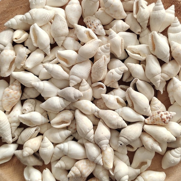 Mini Sea Shells - Etsy
