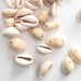 Small Shell, Cypraea Annulus, Cowrie Shells, Best Quality Natural ...