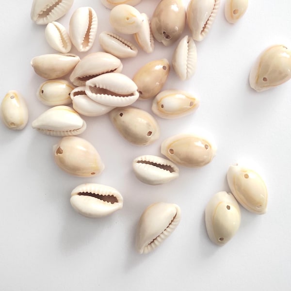 Cowrie Shells - Etsy