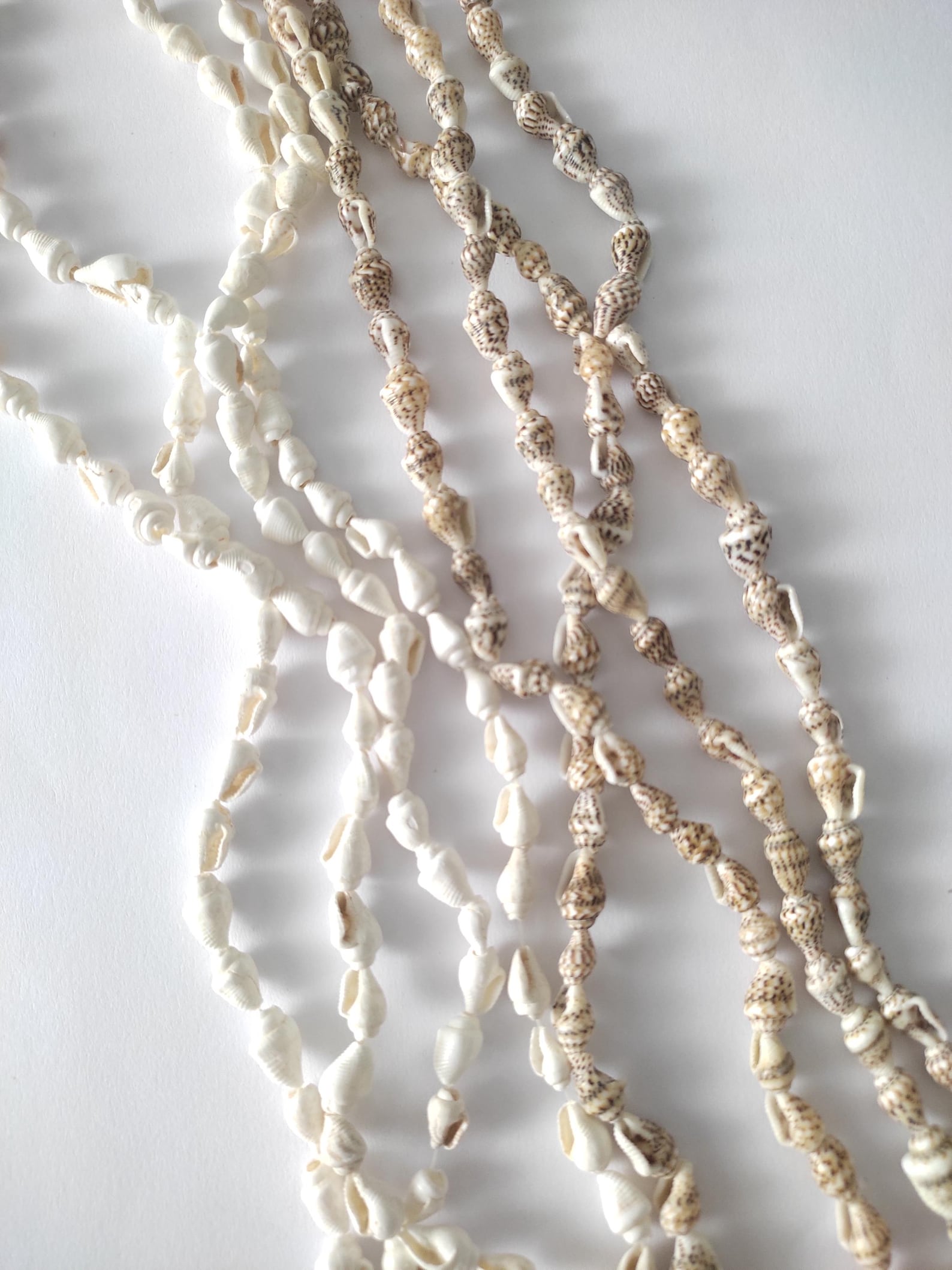 MINI NASSA SHELLS, Small Seashell Mix, Strand Seashell Beads, Beach ...
