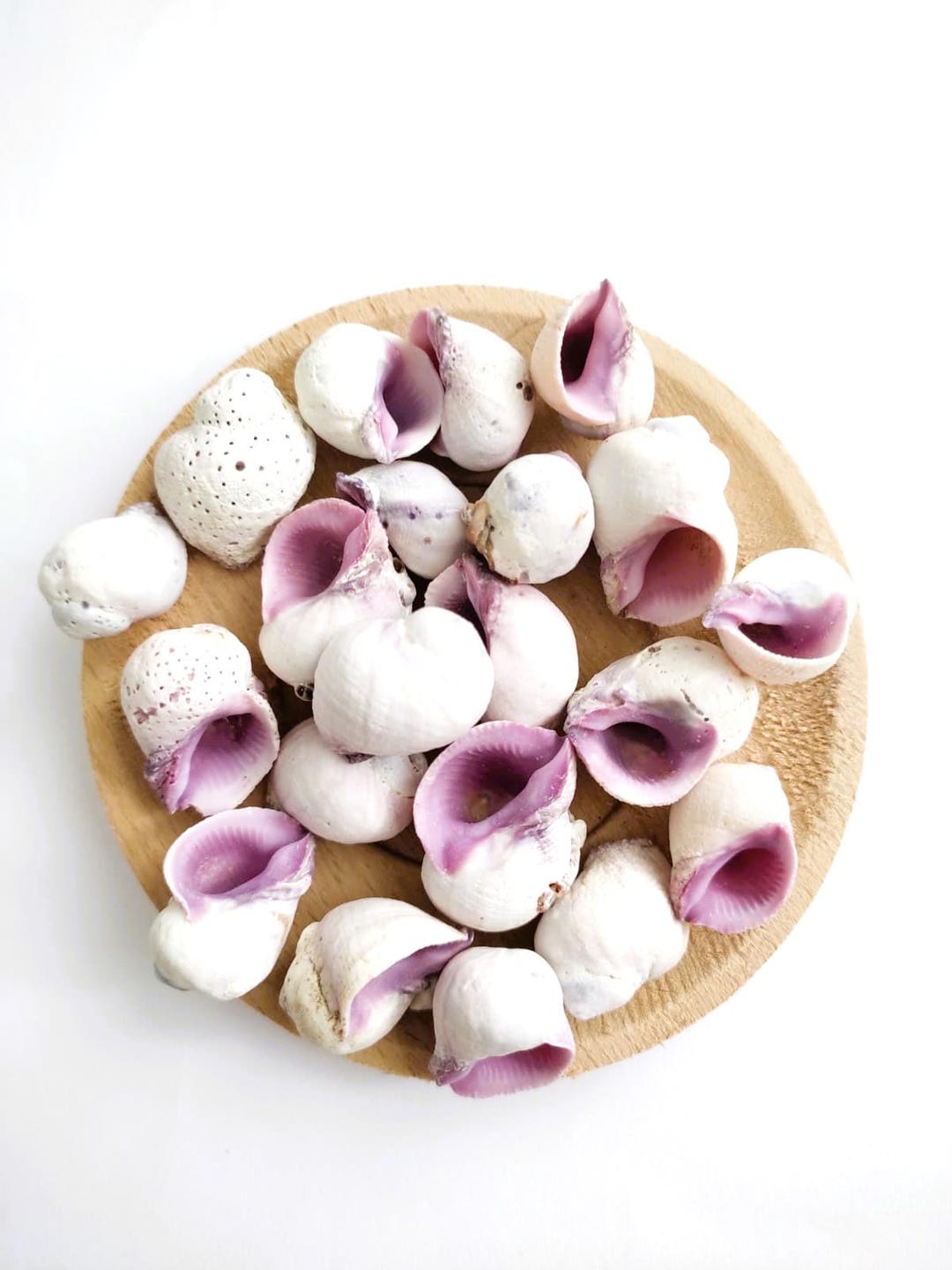 Cebu Beauty Shells, Purple Shell Beads, Beach Wedding Decor, Purple ...