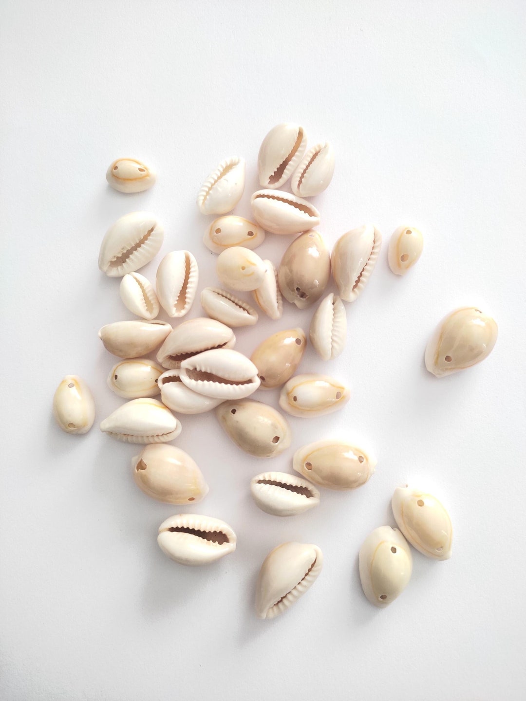 Small Shell, Cypraea Annulus, Cowrie Shells, Best Quality Natural ...