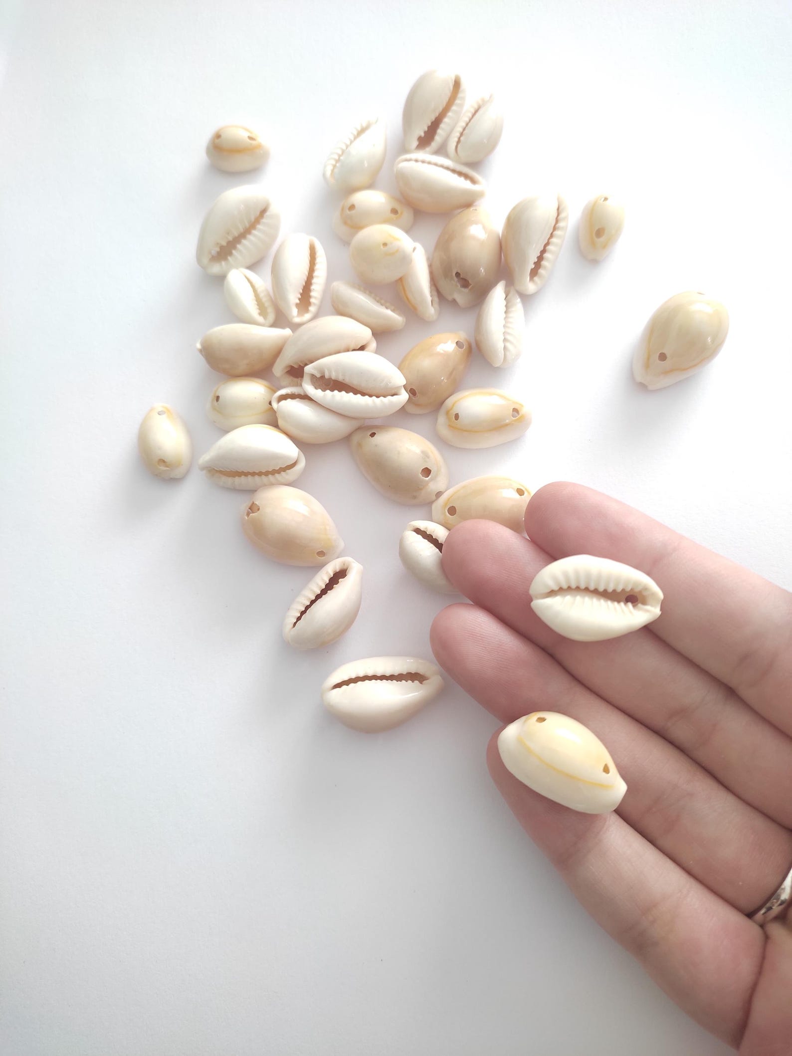 Small Shell, Cypraea Annulus, Cowrie Shells, Best Quality Natural ...