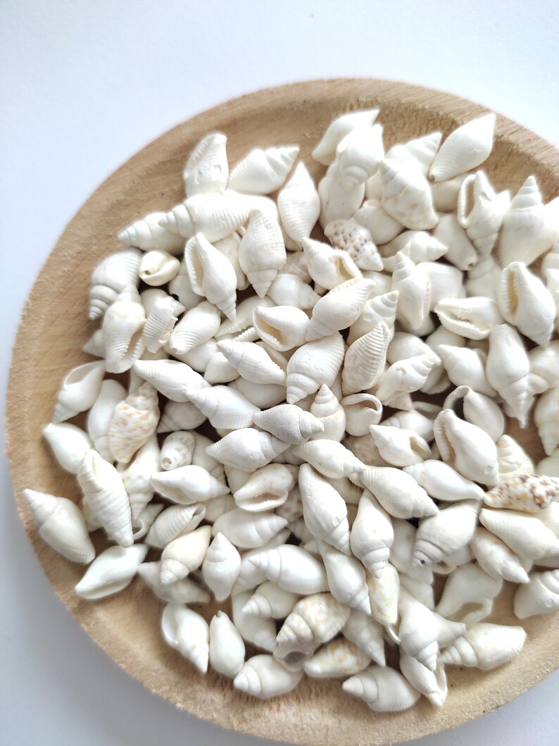 MINI NASSA SHELLS, Small Seashell Mix, Tiny Sea Shell Lot, Beach ...