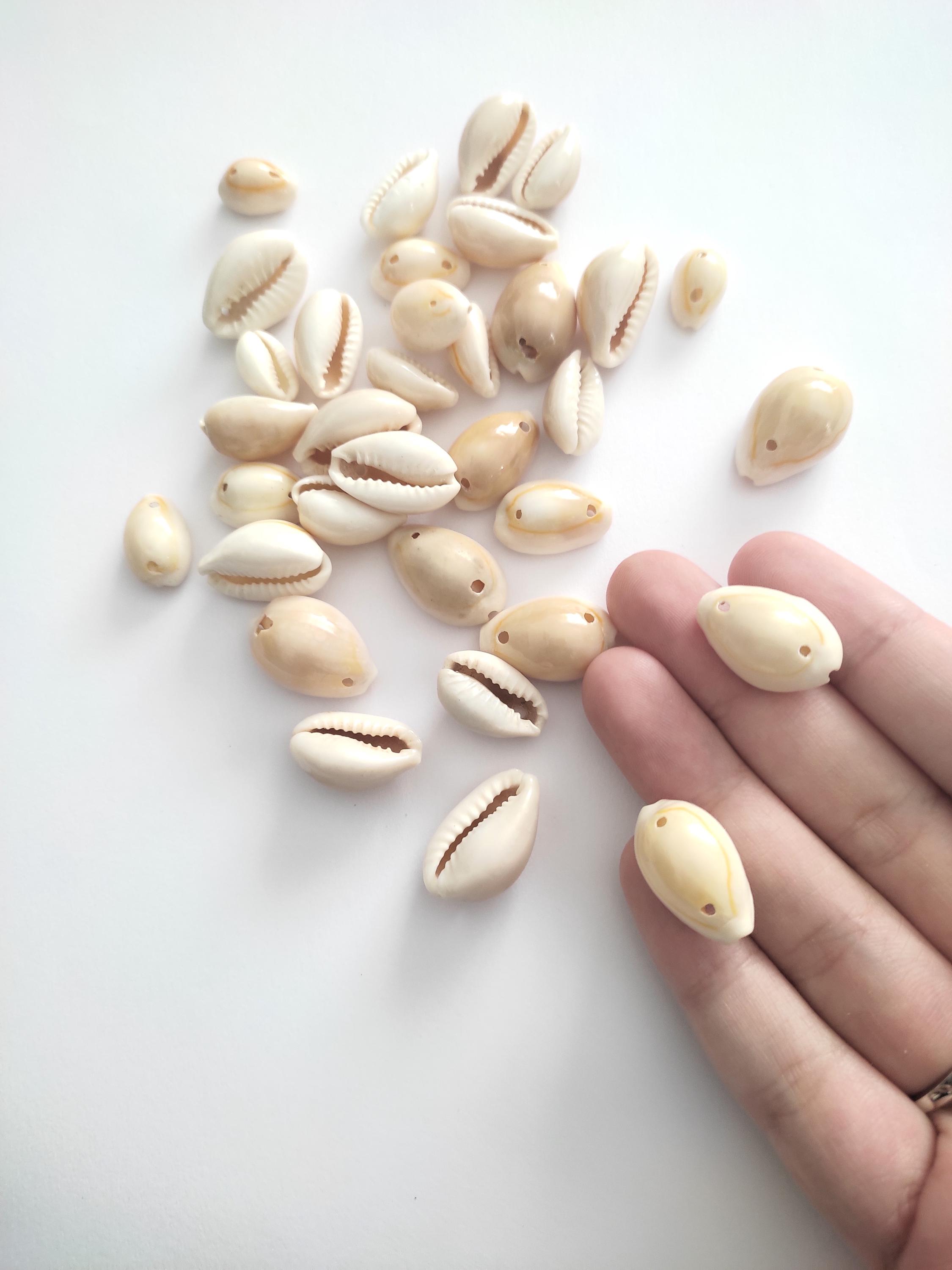 Small Shell, Cypraea Annulus, Cowrie Shells, Best Quality Natural ...