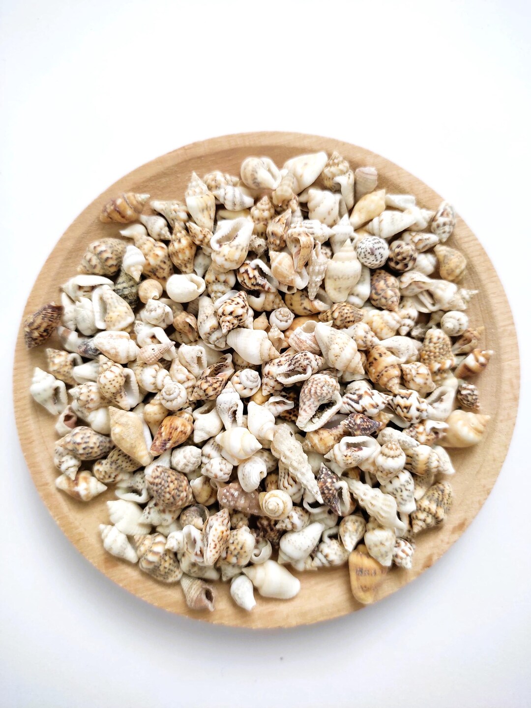 Mini Natural Nassa Mix, Small Seashell Mix, Tiny Sea Shell Lot, Beach ...