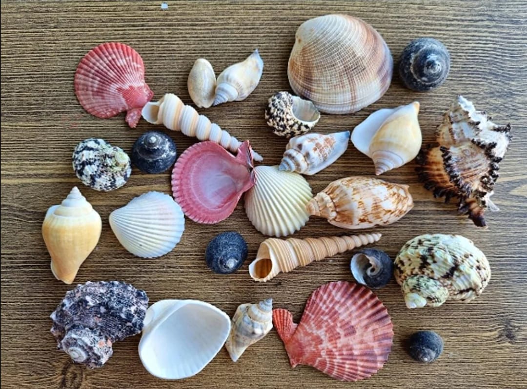 MYSTERY BAG Seashell Beads, Sea Shell Mix, Assorted Seashells, Natural ...