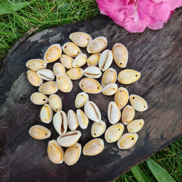Cowrie Shell - Etsy