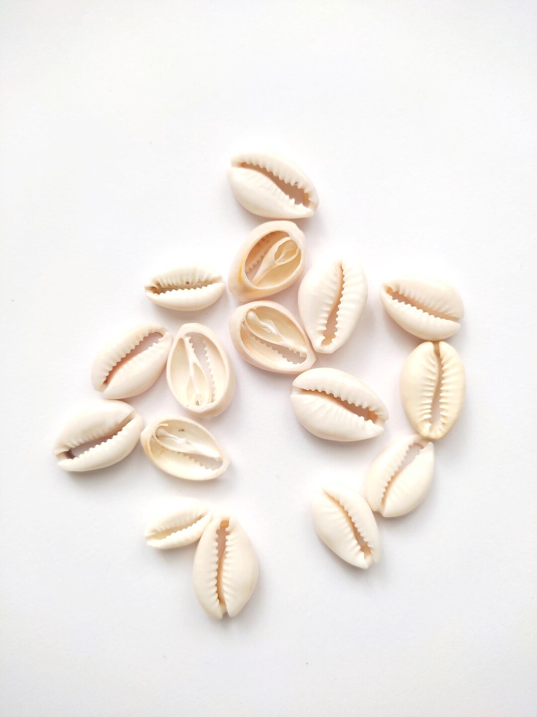 Cut Cowrie Shells, Sliced Cowrie Shells, Genuine African Cowry, Money ...