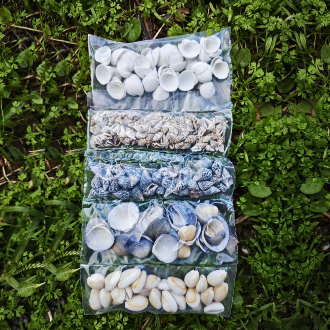MINI SHELLS, Sea Terrarium Kit, Small Sea Shells for Resin, Tiny Sea ...