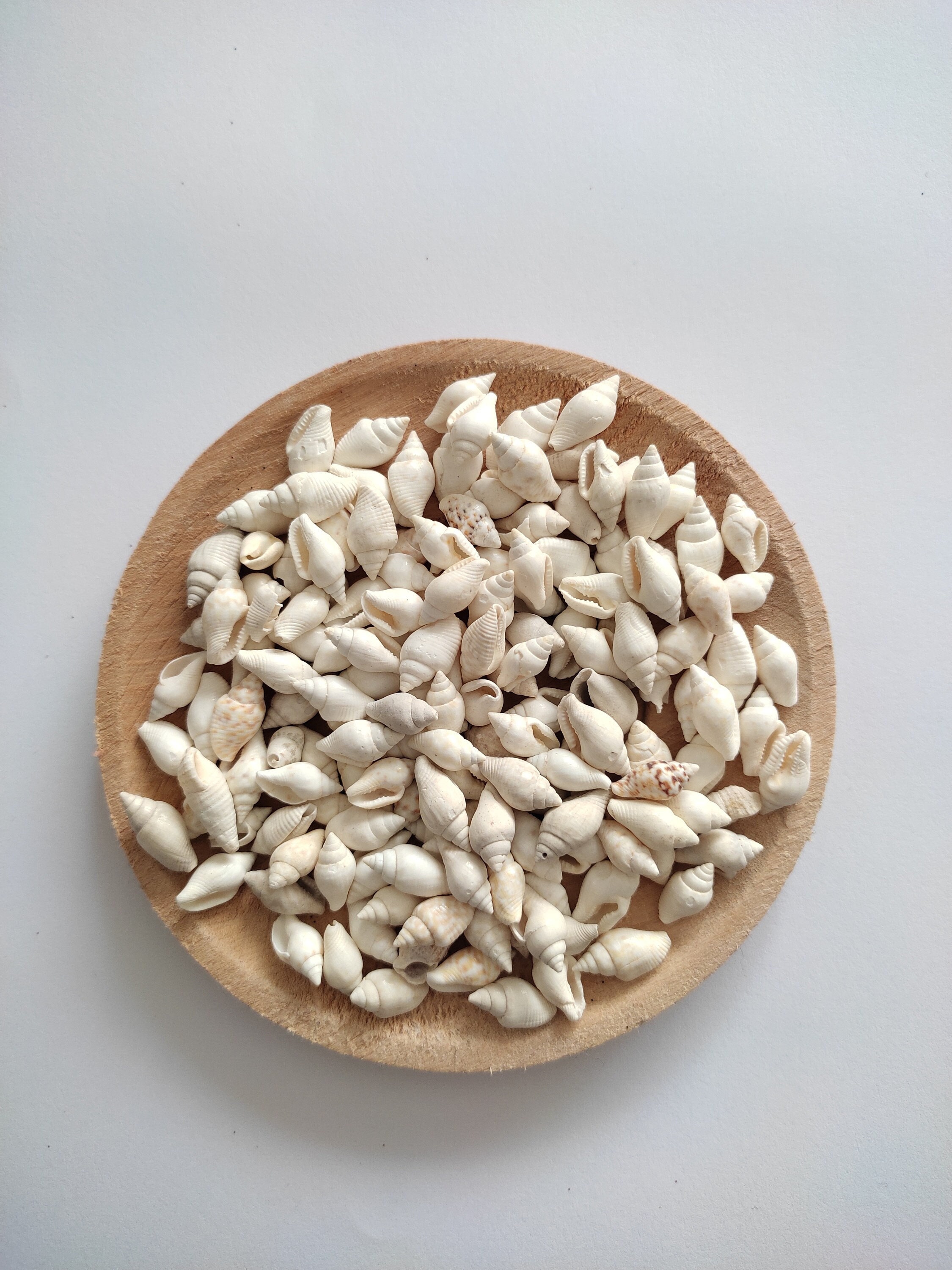 MINI NASSA SHELLS, Small Seashell Mix, Tiny Sea Shell Lot, Beach ...