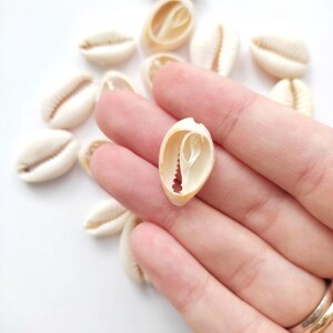 Cut Cowrie Shells, Sliced Cowrie Shells, Genuine African Cowry, Money ...