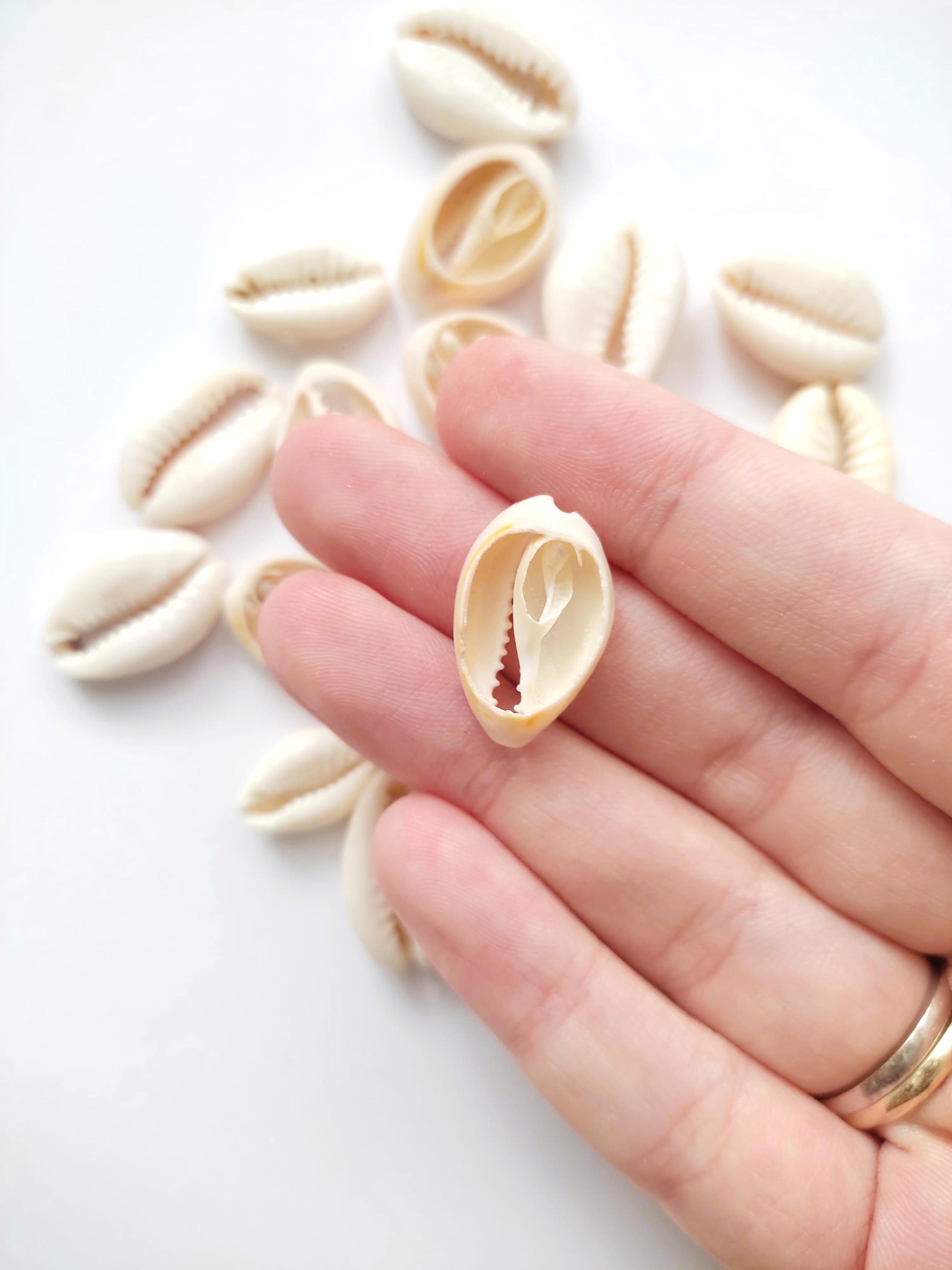 Cut Cowrie Shells, Sliced Cowrie Shells, Genuine African Cowry, Money ...