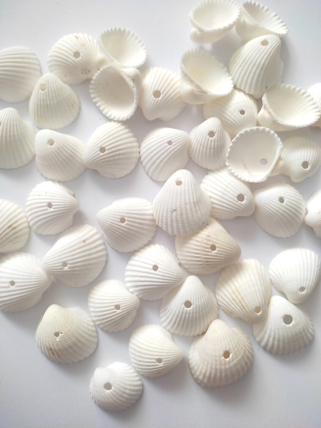 Small Drilled Shells With Holes, Natural Spiral Shell Beads, Drilled ...