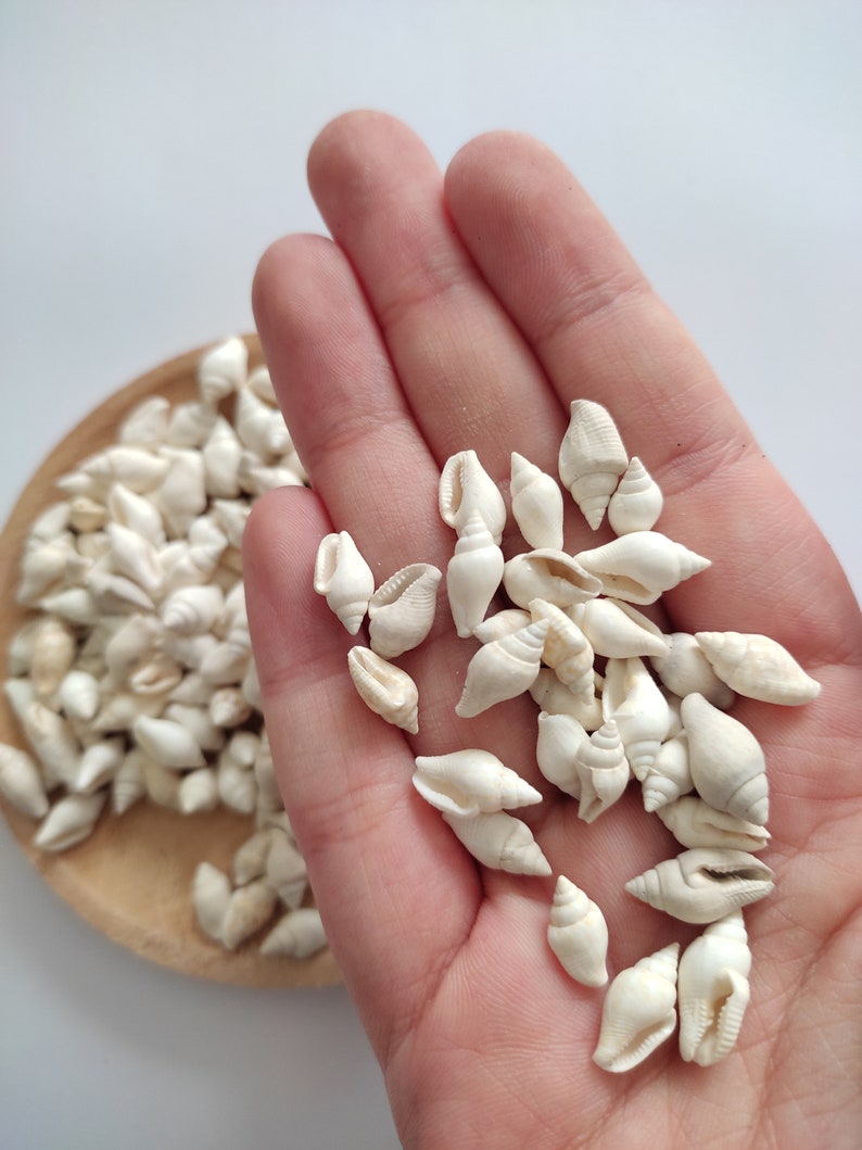 MINI NASSA SHELLS, Small Seashell Mix, Tiny Sea Shell Lot, Beach ...