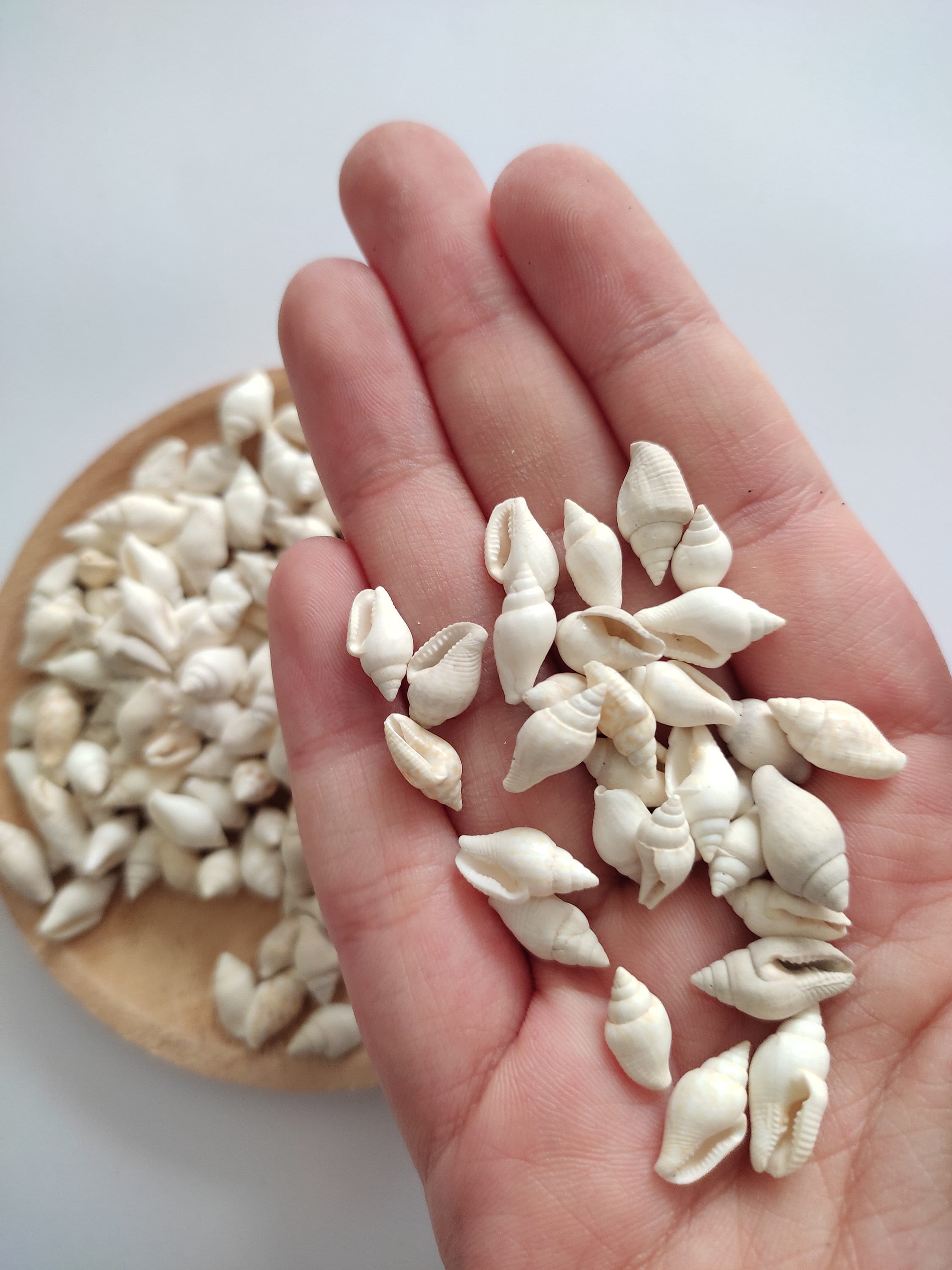 MINI NASSA SHELLS, Small Seashell Mix, Tiny Sea Shell Lot, Beach ...