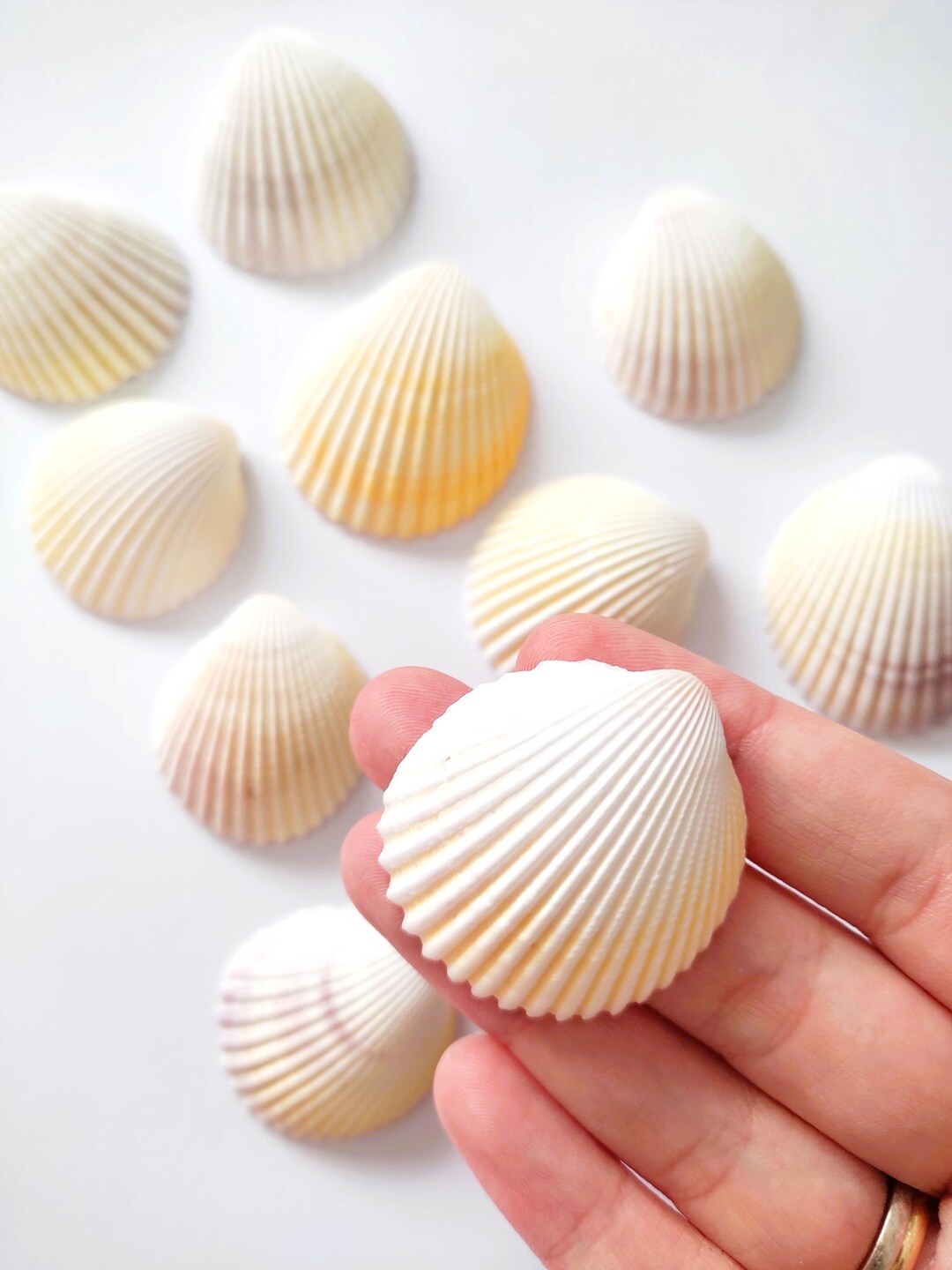 White Scallop Shell, Natural Spiral Shell Beads, Small Shell Bead ...