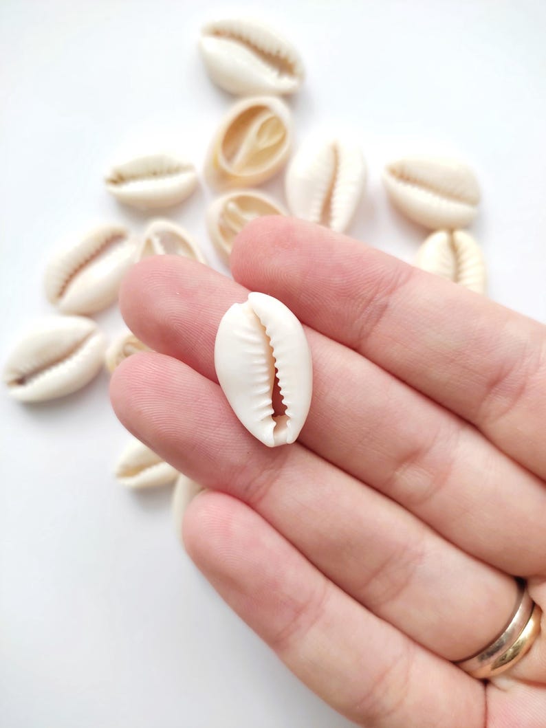 Cut Cowrie Shells, Sliced Cowrie Shells, Genuine African Cowry, Money ...
