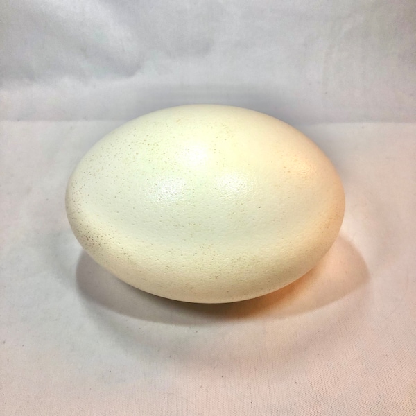 Ostrich Egg Shells - Etsy