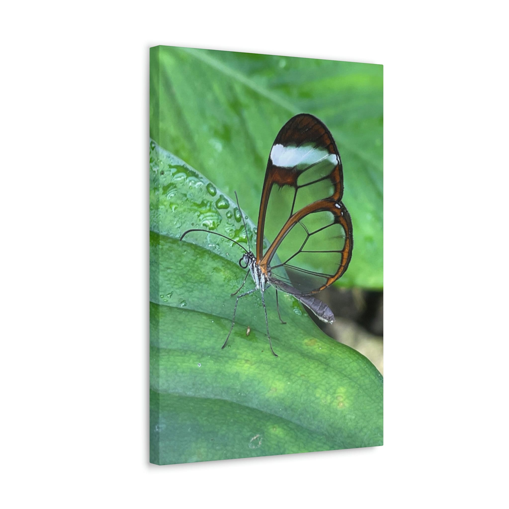 Canvas Glass Winged Butterfly - Etsy