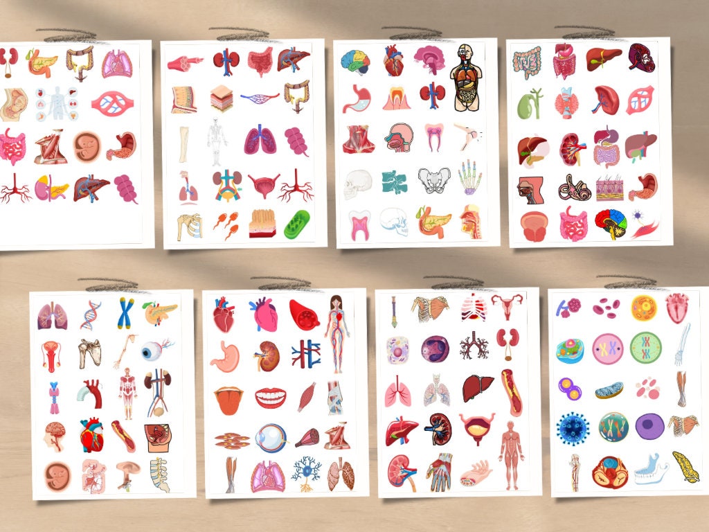 Anatomy Biology Digital Stickers , Pre-cropped Human Body Stickers ...
