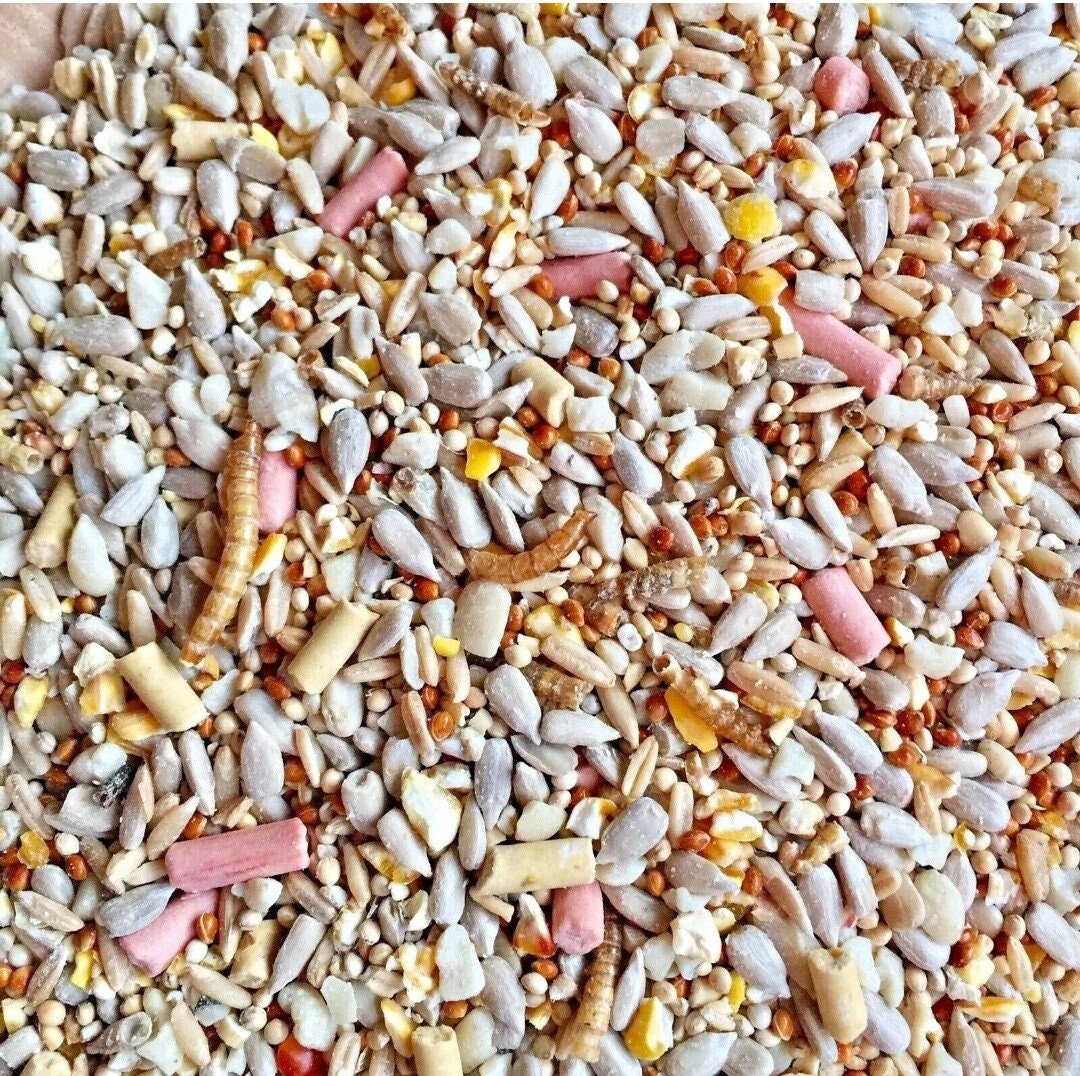 No Mrss Robin & Songbird Feed - Etsy