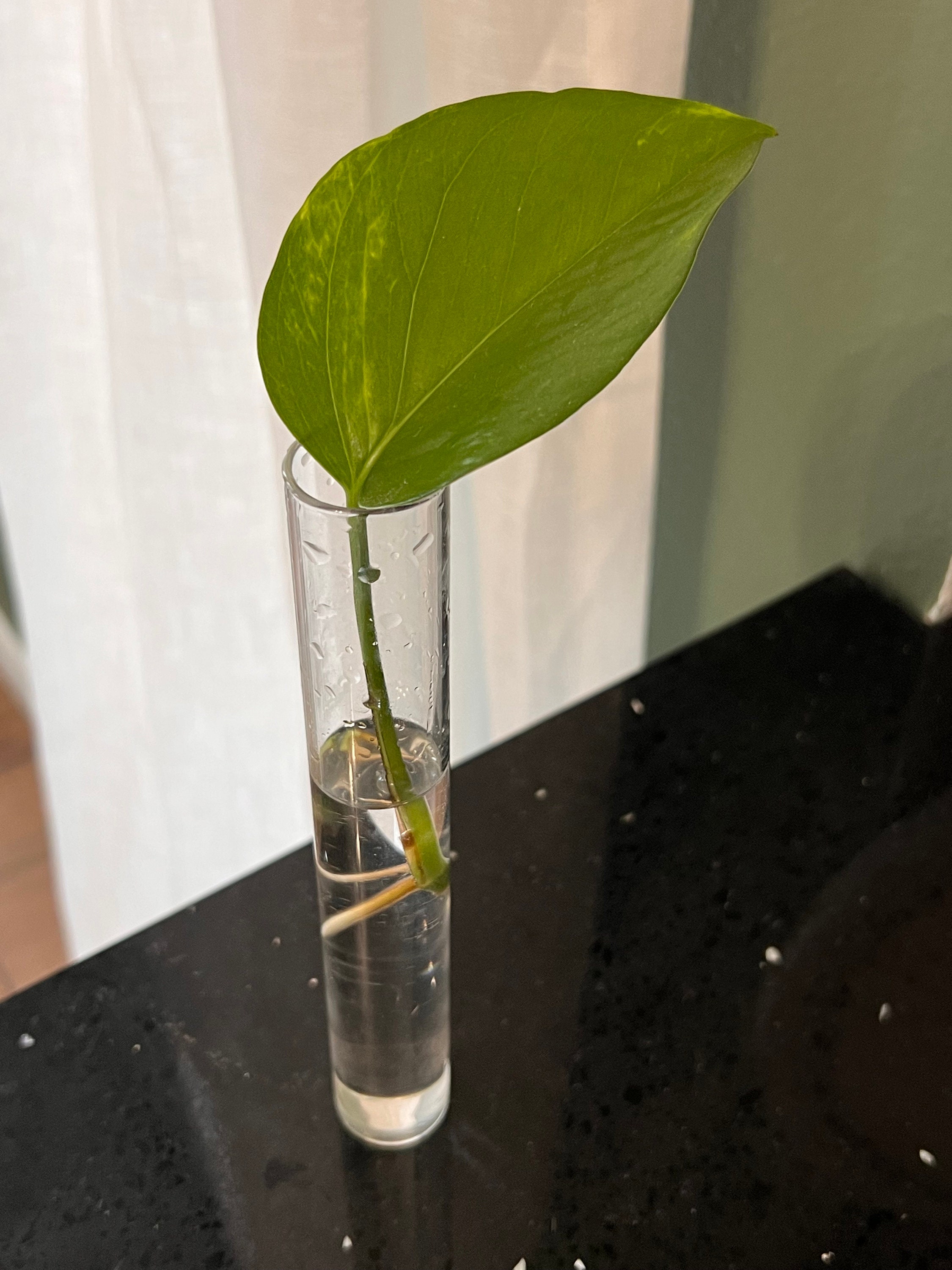 Golden Pathos Propagation - Etsy