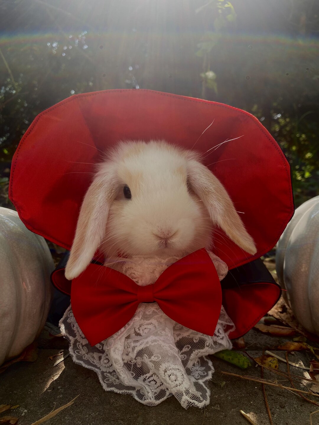 Vampire / Dracula Halloween Costume for Rabbit - Etsy