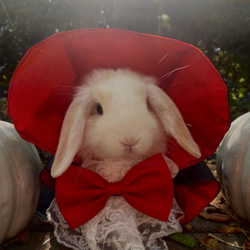 Pet Rabbit Clothing - Etsy