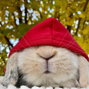 Bunny Hoodie - Soft & Trendy Small Pet Clothes for Rabbits, Ferrets ...