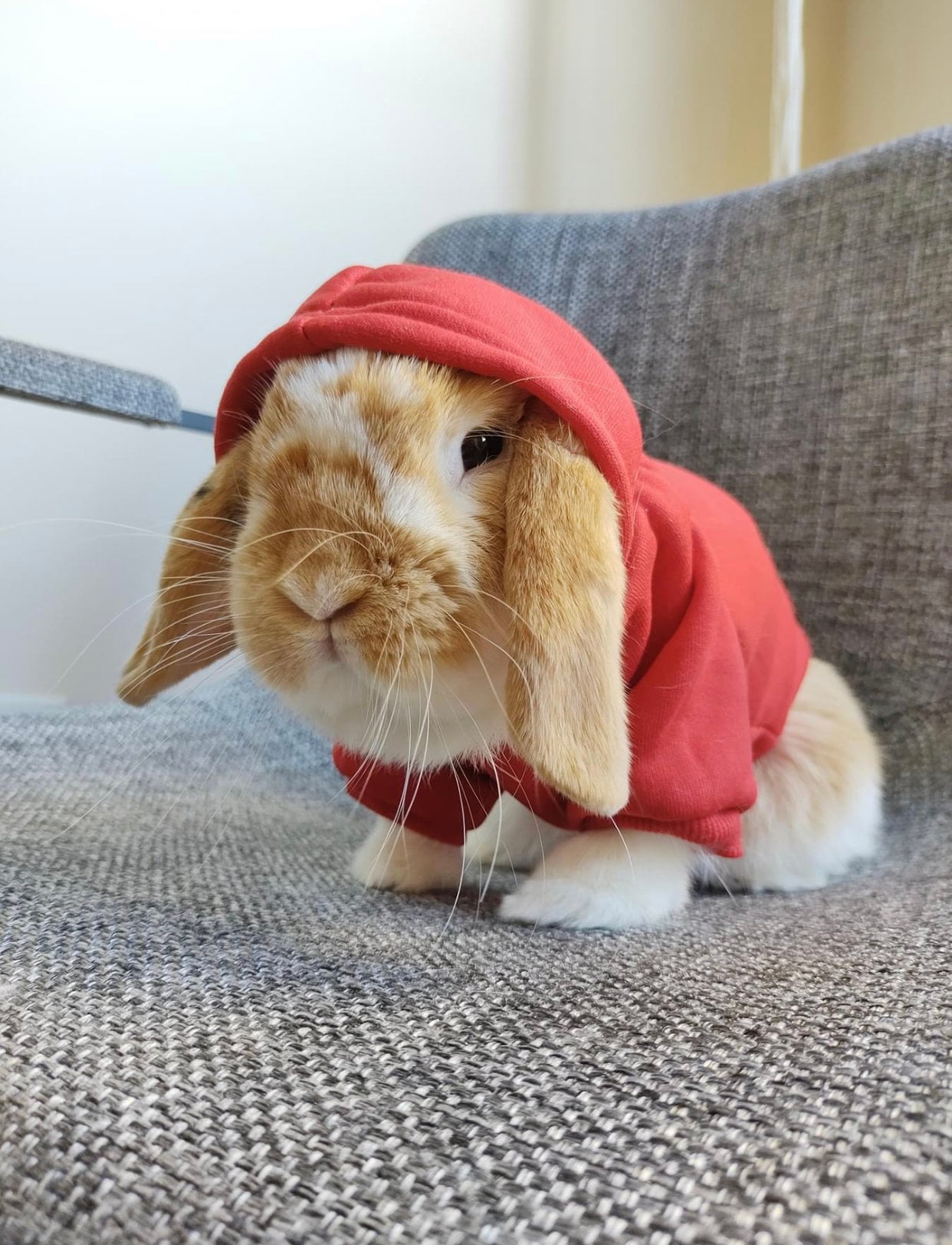 Bunny Hoodie - Soft & Trendy Small Pet Clothes for Rabbits Bunny Hoodie - Soft & Trendy Small Pet Clothes for Rabbits