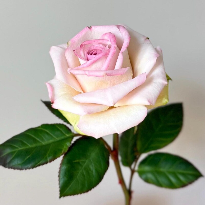 Pink Porcelain - Etsy