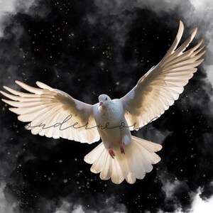 Beautiful White Doves Wedding Overlay Clip Art Bundle Transparent PNG ...