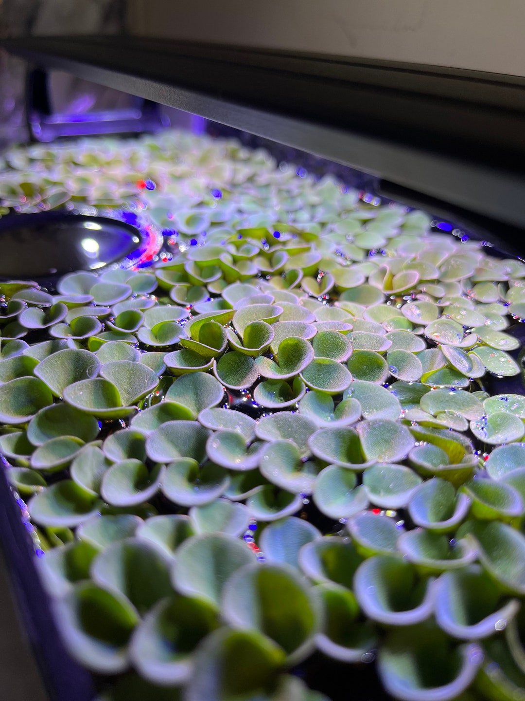 50 Leaves Velvet Water Spangles salvinia Cucullata Asian Watermoss ...