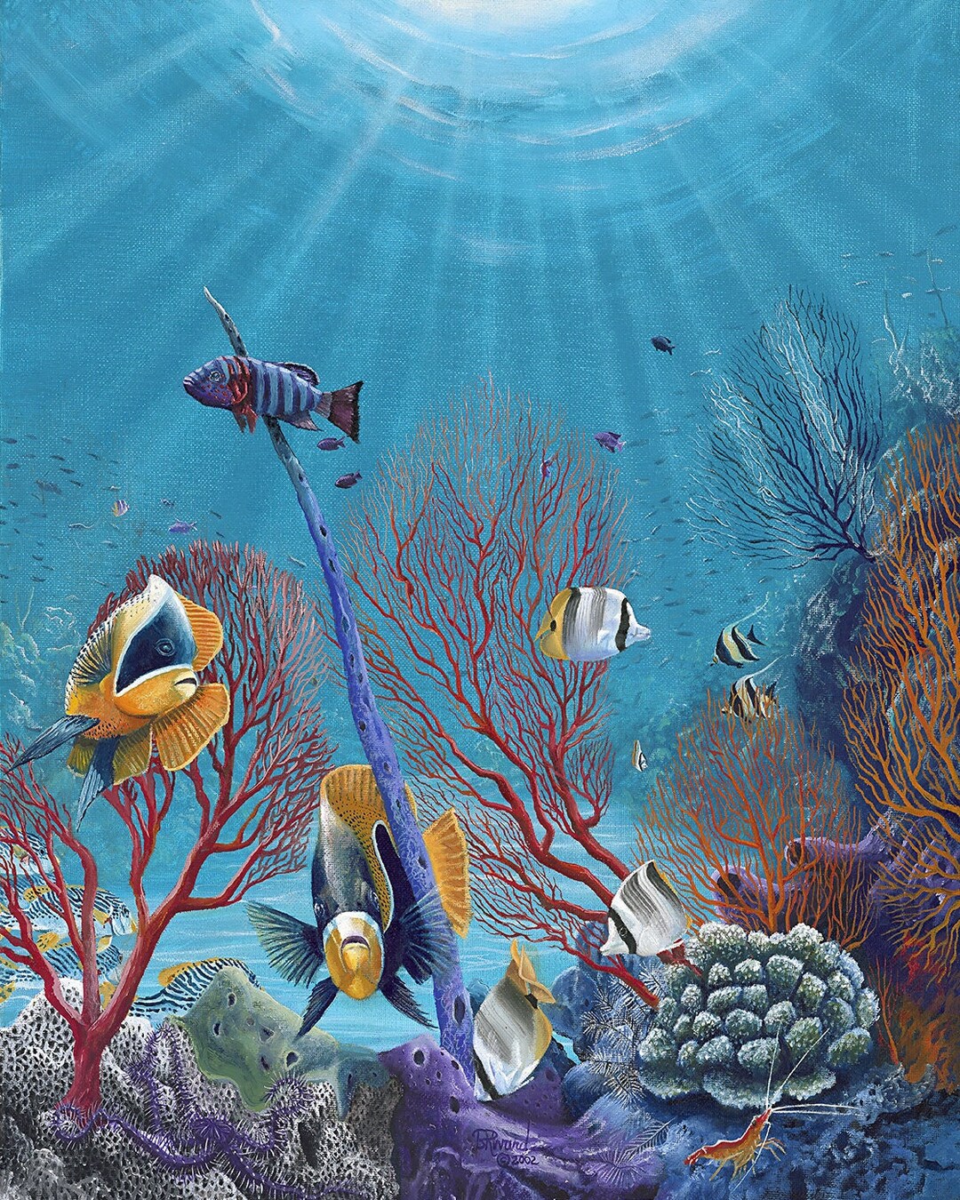 LAND DOWN UNDER |coral|angel Fish|moorish Idols| | Vagabond Butterflies ...