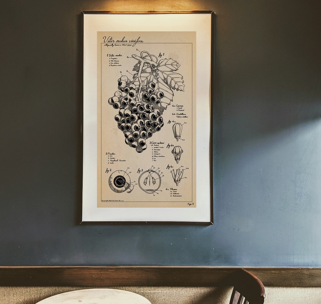 Grapes Eye Scientific Sketch Poster Creepy Printable 4k - Etsy