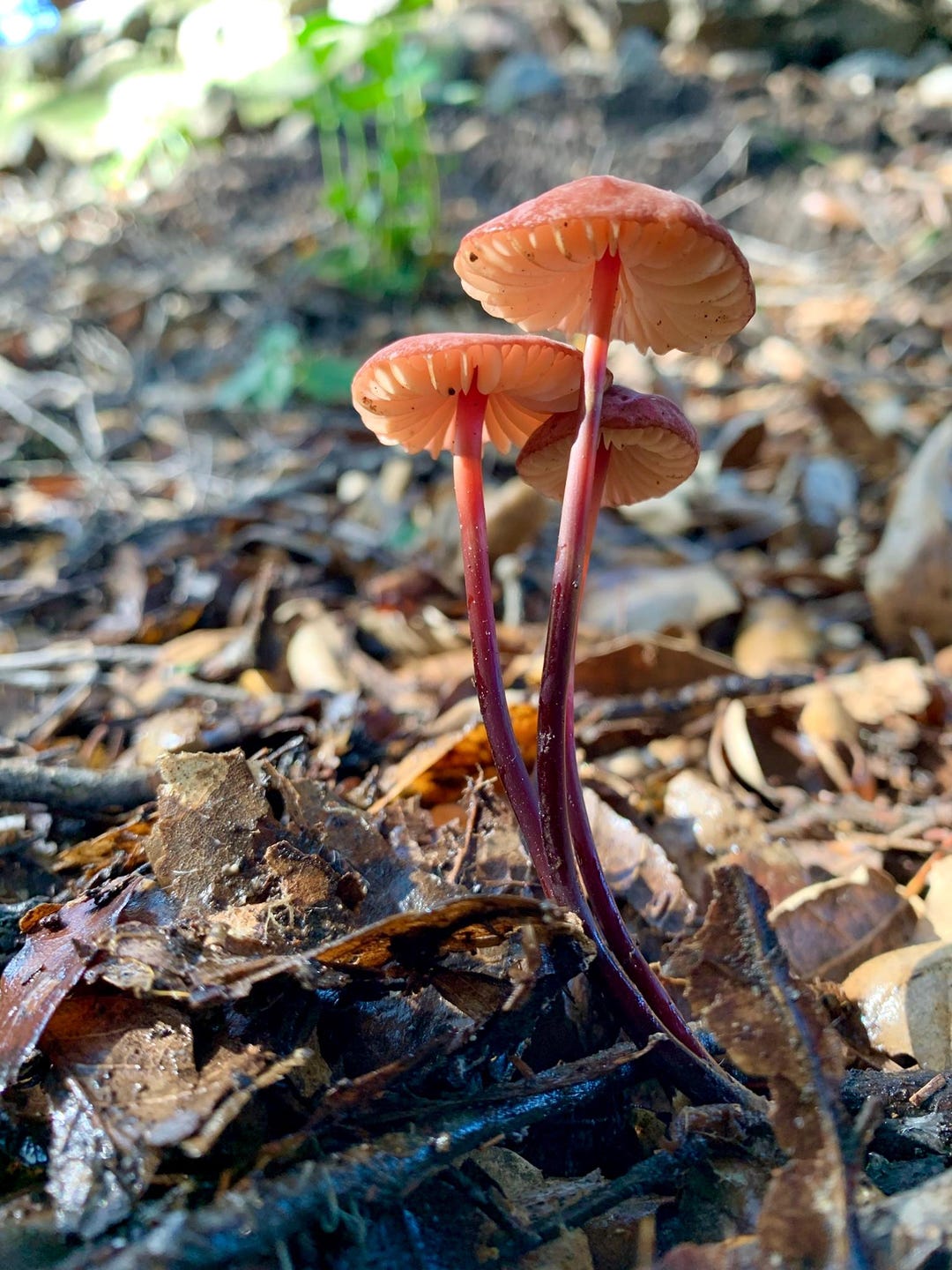 Red Merasmius Mushroom, 3 Sisters on Leaves, Photography - Etsy
