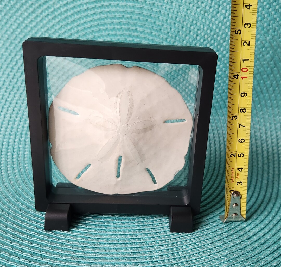 Huge Natural Sea Dollar - Etsy