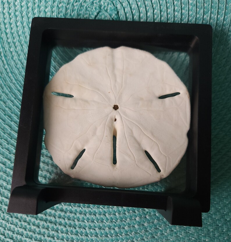 Huge Natural Sea Dollar - Etsy