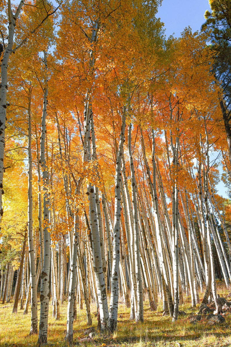 Digital Download - Aspen Trees in Fall on the San Francisco Peaks ...